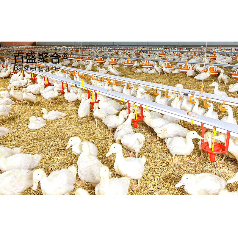 Light Steel Frame Broiler Poultry Shed with Sandwich Panel Roofing and ...